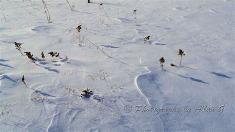 Tantalizing Textures Tautogram Picture This