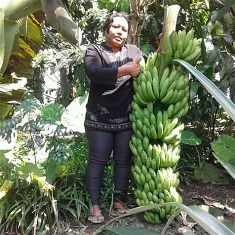 Bibit Pisang Cavendish Kuning Super JUAL BIBIT PISANG CAVENDISH