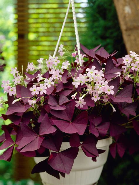 Oxalis Triangularis Bluestone Perennials