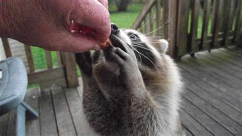 Meet The Raccoon Whisperer Of Pictou County Cbc News
