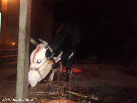 Govatsadwadashi The Cow Worship Day