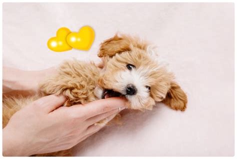 말티푸 성격 유전병 3가지 장점 단점 미리 알고 입양해요 네이버 블로그