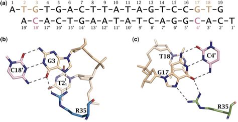 Direct And Indirect Readout Of Dna By R35 A The R35 Recognizes The