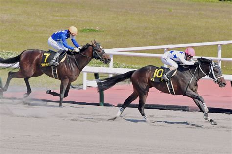 【大井競馬・ジャパンダートダービー】末脚強靭ハピに前走圧勝のブリッツファング 厩舎ダブルエースで世代頂点へ 競馬ニュース・特集なら東スポ競馬