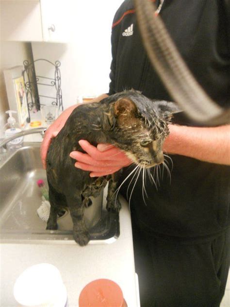Biggie Bath Time Doesnt Look 20 Pounds Soaking Wet Soaking Wet