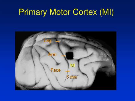 ppt encoding and decoding of neuronal ensembles in motor cortex
