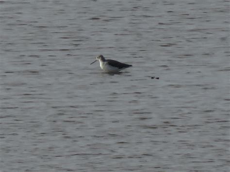 Greenshank Marnixs Bird Gallery