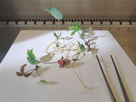 Temperate Bamboo Micropropagation R Micropropagation