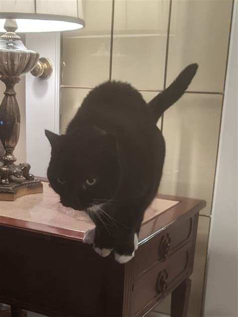 Household Apex Predator Scrolller