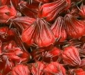 Hibisco para Chá Emagrece Tipo Benefícios Onde Encontrar