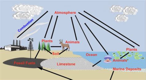 Unit 2 Ecosystems Flashcards Quizlet