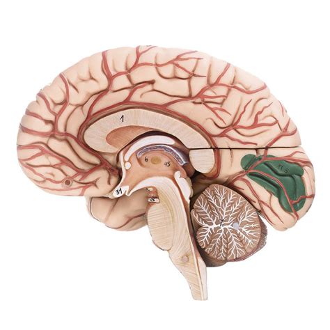Somso Brain Model With Dura Mater And Falx Cerebri 10 Parts