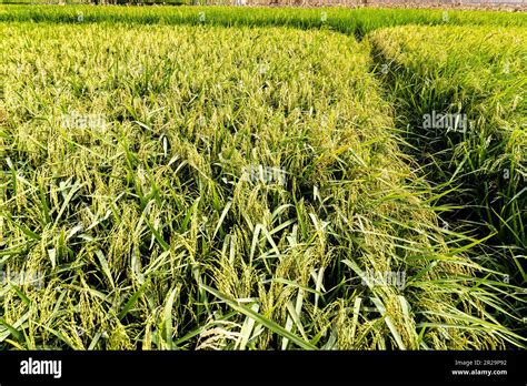 Green Paddy Rice Field Before Harvest With Green Background Green Rice