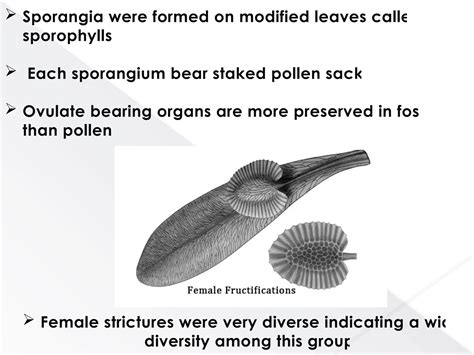 Gymnosperm Glossopteridales Glossopteris Ppt