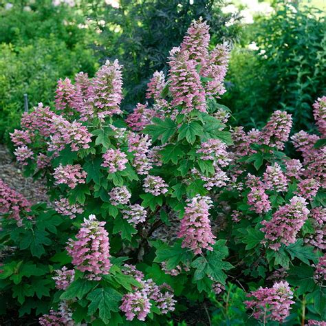Gatsby Pink® Oakleaf Hydrangea Shrubs For Sale