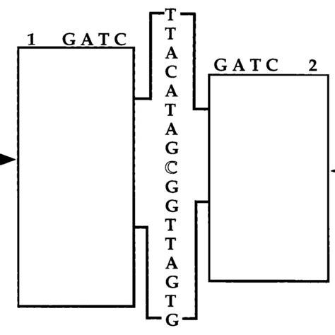 Nucleotide Sequence Of Pyrococcus Furiosus Gdh And Mlra Promoter