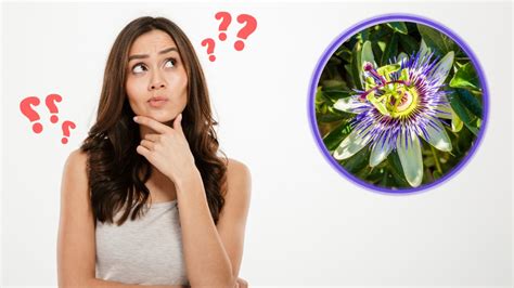 Esta Es La Planta Medicinal Que Ayuda A Reducir La Ansiedad Y A Mejorar