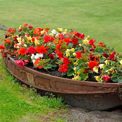 Begonia Double Mix Begonia Semperflorens Cultorum 3x Spring Planting