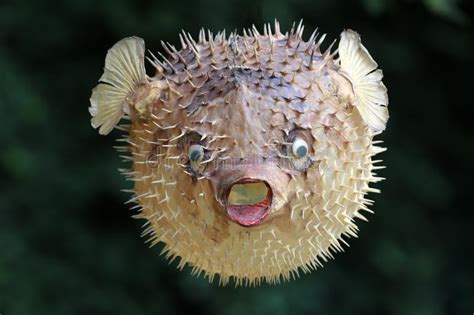 Top 10 Weirdest Chinese Food That Will Surely Increase Your Temperature