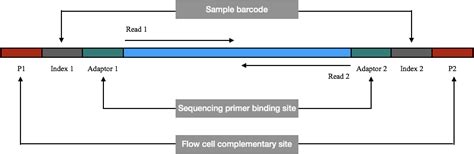 What Is Paired End Sequencing And Why Is It Better Genetic Education