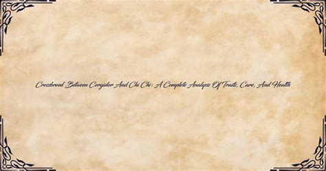 Crossbreed Between Corgidor And Chi Chi Traits Care And Health