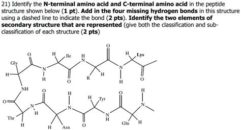 Solved 21 Identify The N Terminal Amino Acid And C Terminal Amino Acid In The Peptide Structure
