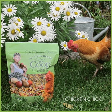 How To Sex Chickens How To Tell Male Or Female Hen Or Rooster