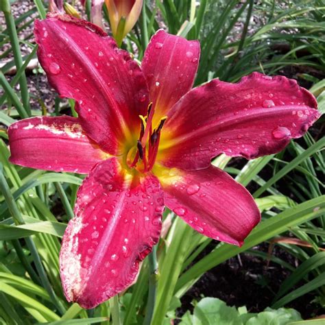 Chicago Apache Karin Schade Stauden Und Rosen