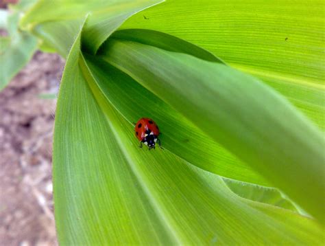Ladybug Shutterbug