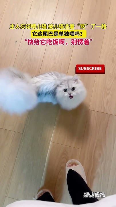 主人忘记喂小猫，被小猫追着“骂”了一路，它这尾巴是单独喂吗？“快给它吃饭啊，别愣着” 萌宠 Cat 猫咪 Cute Youtube