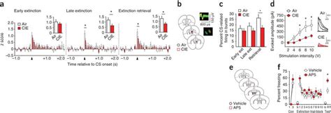 Cie Disrupts Mpfc Extinction Encoding And Decreases Mpfc Nmdar Mediated