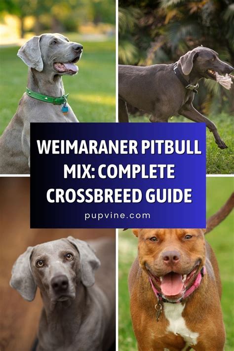 Weimaraner Pitbull Mix The Weimar Bully And The Pittmaraner Pitbull