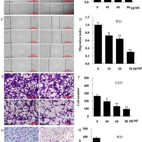 Kua Inhibits Human Glioblastoma Cell Migration And Invasion Human Gbm