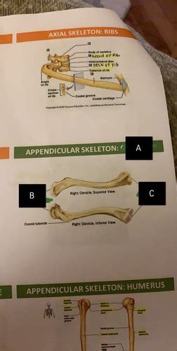 Appendicular Skeleton Flashcards Quizlet