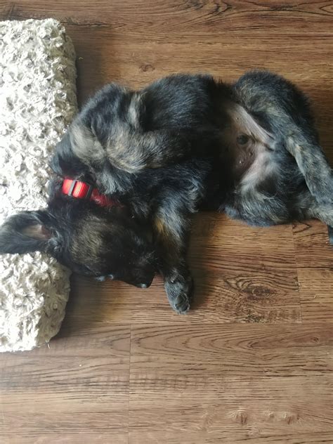 My Sleepy Koda Is Dreaming Of Belly Rubs Raww