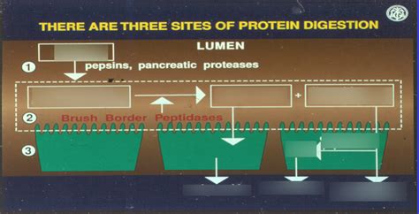 Diagram Of Protein Digestion And Absorption Quizlet