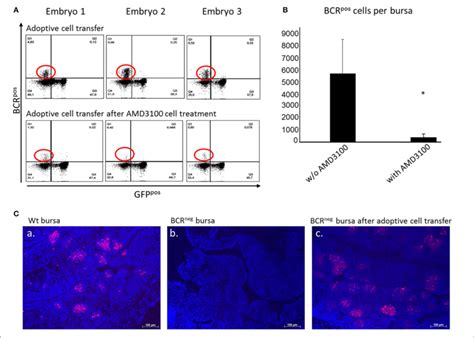 Adoptive Cell Transfer Experiment With And Without Amd3100 Treatment
