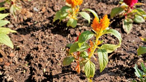 Beautiful Saplings Of Celosia Argentea Also Known As Plumed Cockscomb
