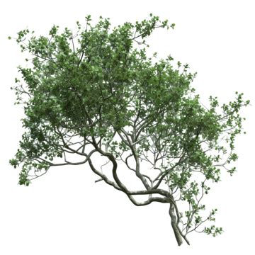 Tree Tree Bush Branch Foliage Tree Tree Bush Branch PNG Transparent Image And Clipart For