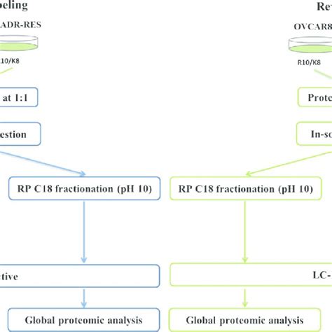 Workflow For The Integrated Analysis Of Global Protein Expression And