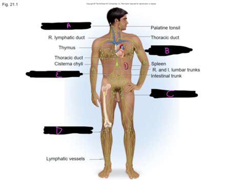 Lab Lymphatic System Flashcards Quizlet
