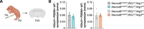 Figures And Data In Subcellular Sorting Of Neuregulins Controls The