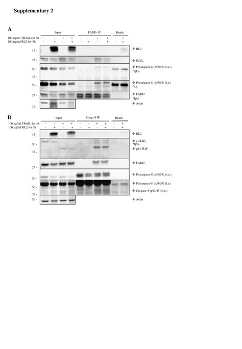 Interplay Between Mitophagy And Apoptosis Defines A Cell Fate Upon Co