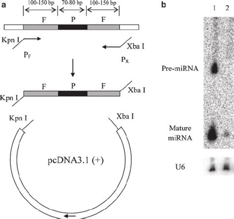 A The Strategy For The Construction Of Mir 22 Overexpression