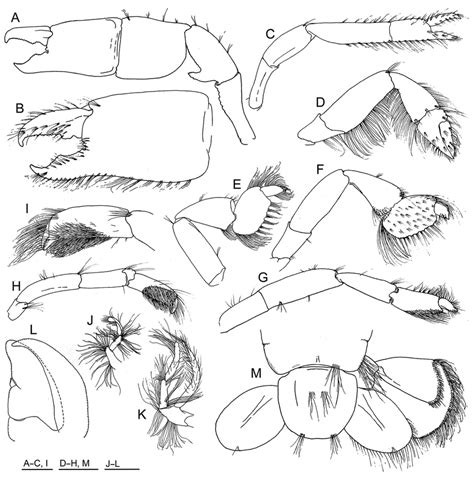 Gilvossius Howellorum N Sp A E J L Ovigerous Female Paratype Pocl