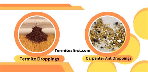 Termite Droppings But No Termites Identification And Action Guide