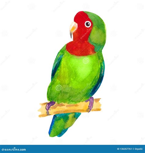 The Tropical Red Cheeked Lovebird Parrot Watercolor Illustration Stock