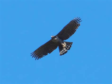 クマタカ20191130 日本の野鳥識別図鑑