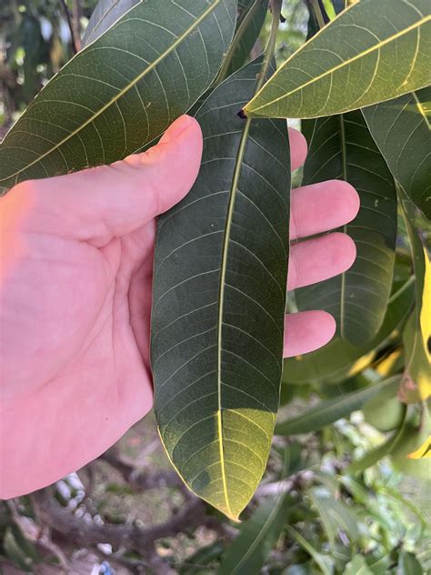 Mango Tree Type Identification Rplantidentification
