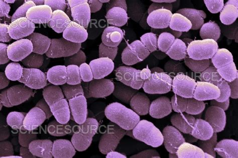 Clostridium Perfringens Stock Image Science Source Images